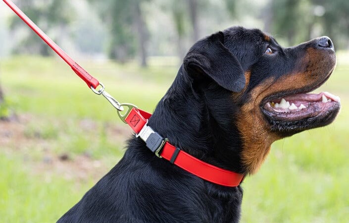 Dog Collars & Leashes | Dogline