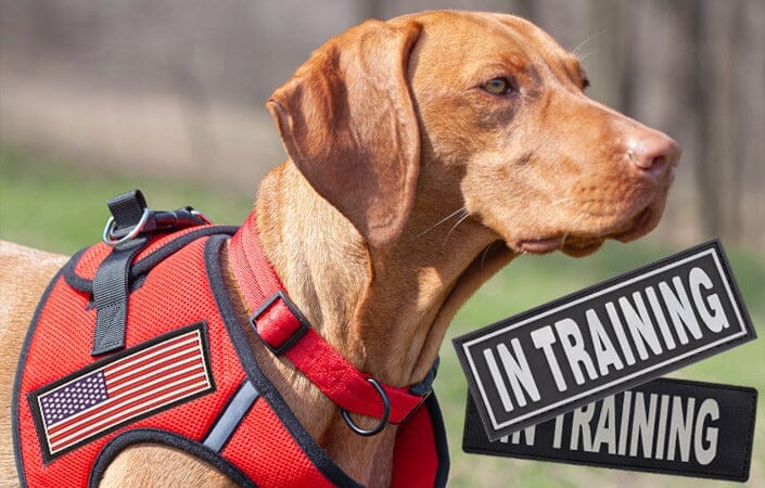 Custom and Service Dog Patches | Dogline