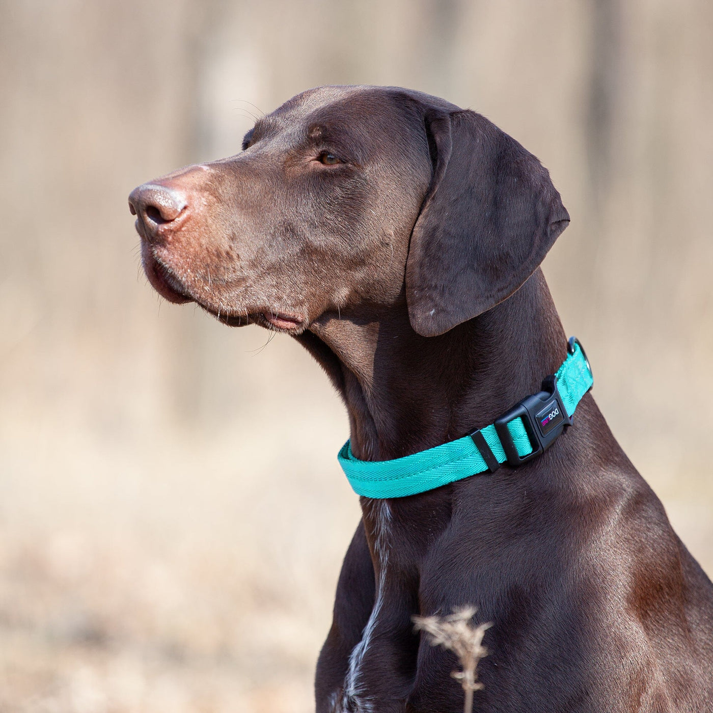 Nylon Flat Dog Collar — Dogline