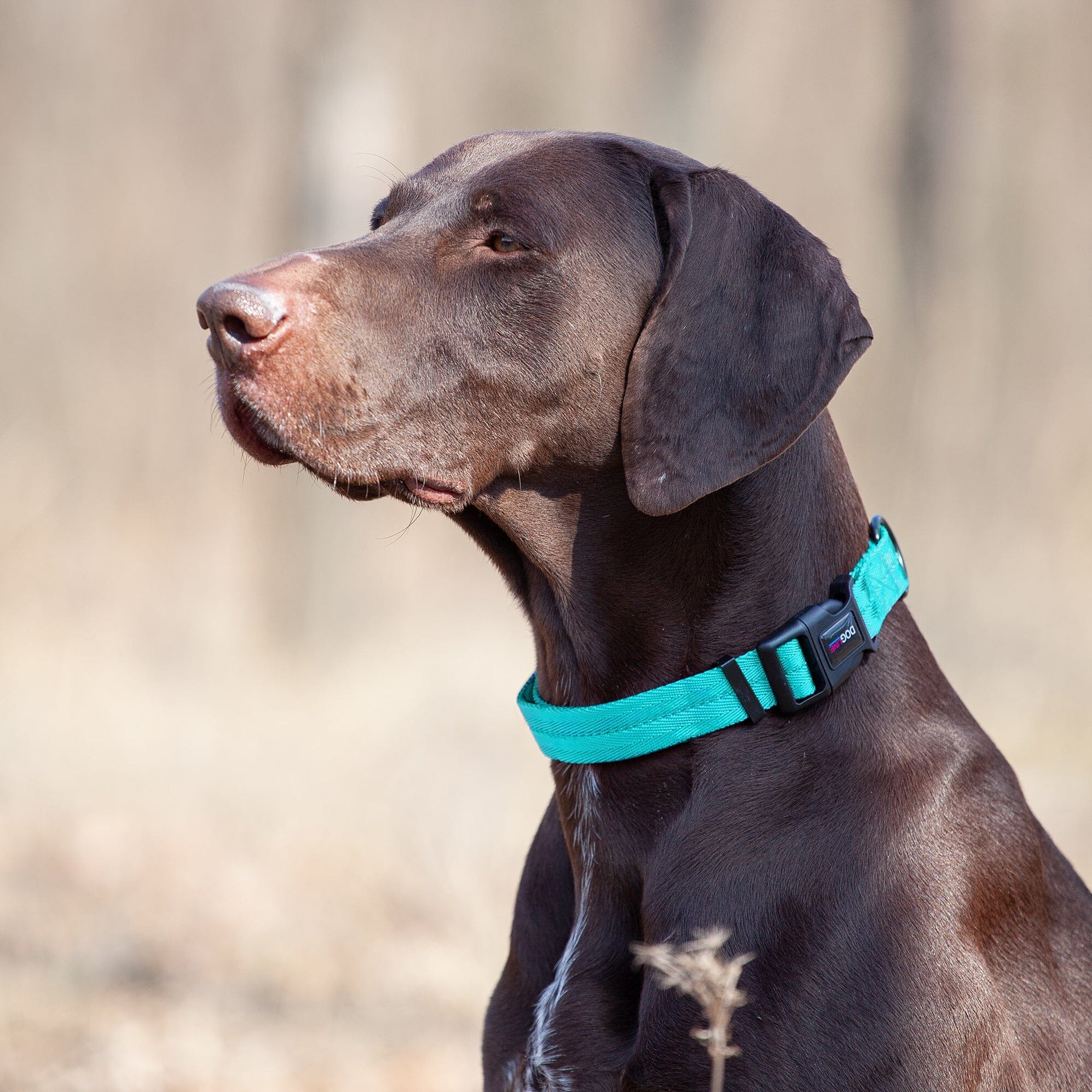 Nylon Flat Dog Collar — Dogline