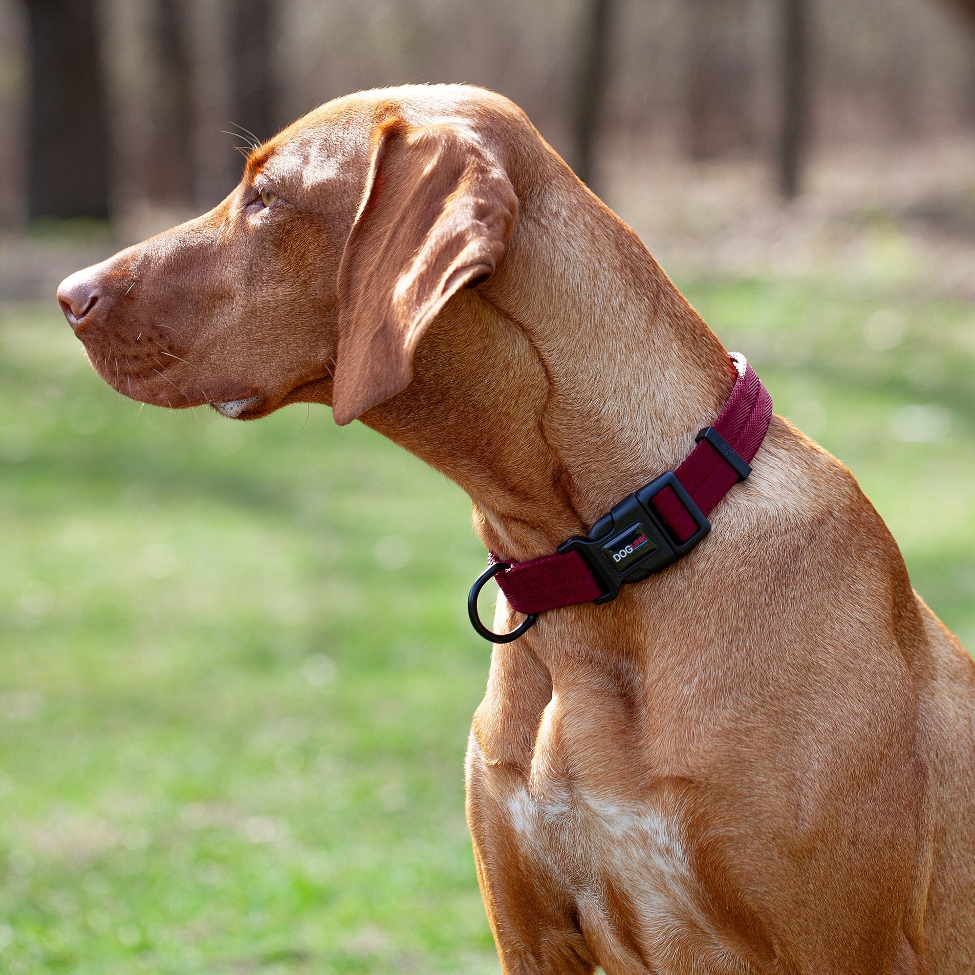 Nylon Flat Dog Collar — Dogline