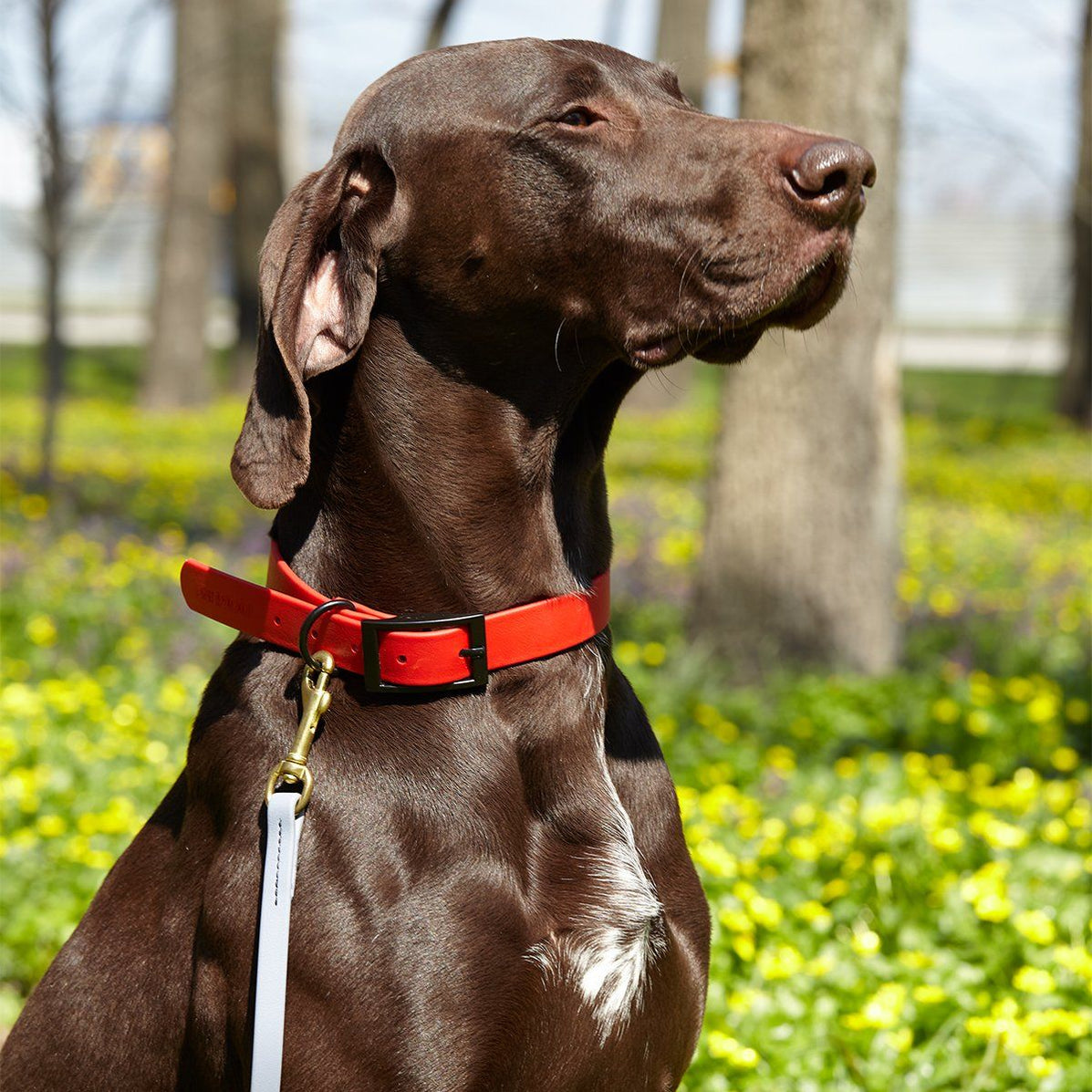 Biothane Working Dog Lead 4 ft, Brass Hardware — Dogline